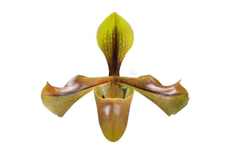 Close Up Of Orchid Paphiopedilum Maudiae Isolated On White Background Clipping Paths Stock