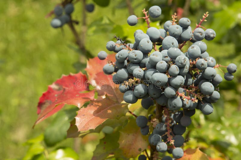 Close Up: Oregon Grape Bush with Dark Purple Berries Stock Photo ...