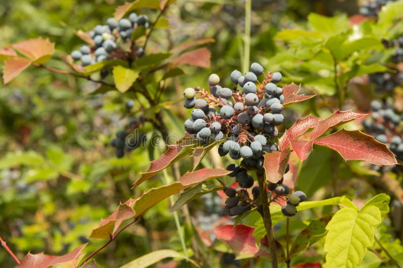 Close Up: Oregon Grape Bush with Dark Purple Berries Stock Image ...