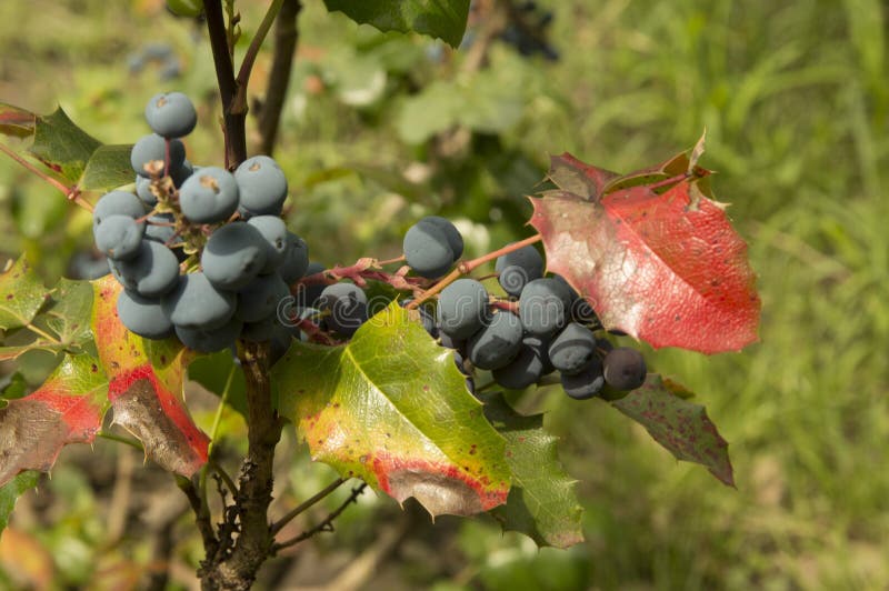 Close Up: Oregon Grape Bush with Dark Purple Berries Stock Photo ...