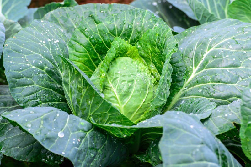 Close Up of Organic Green Cabbage in Field Stock Image - Image of ...