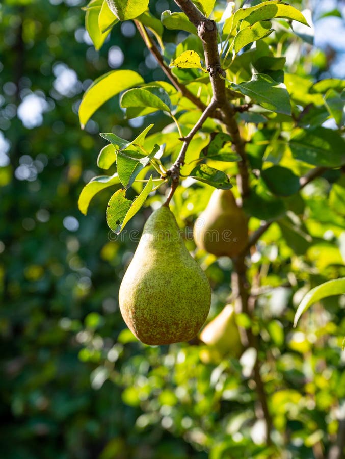 Pears on Tree stock image. Image of grow, green, natural - 23393337