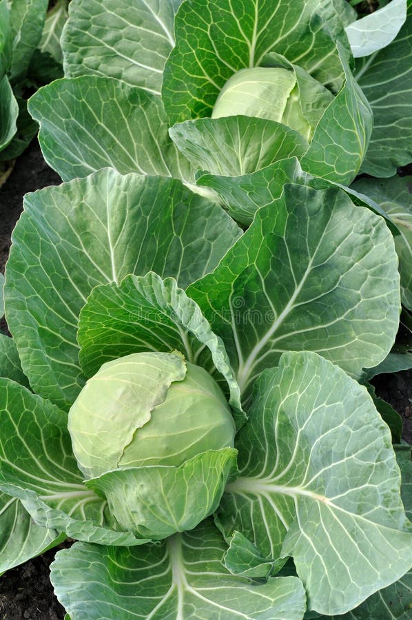 Close-up of Organically Cultivated Ripening Cabbage Stock Image - Image ...