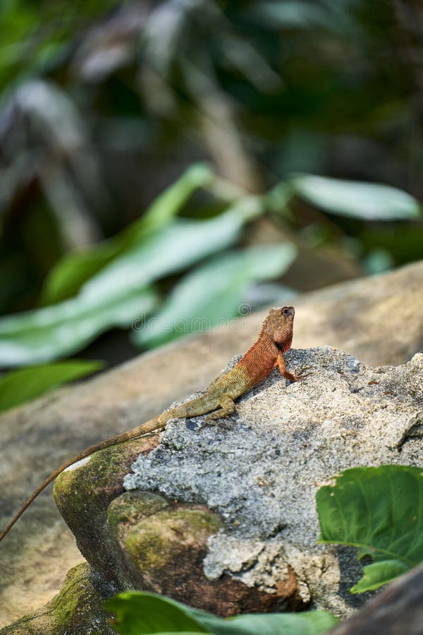 Oriental Garden Lizard in Forest Stock Image - Image of lizard, exotic ...