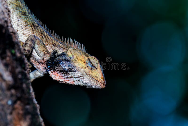 Close-up of Oriental Garden Lizard in a Tree Branch Stock Image - Image ...