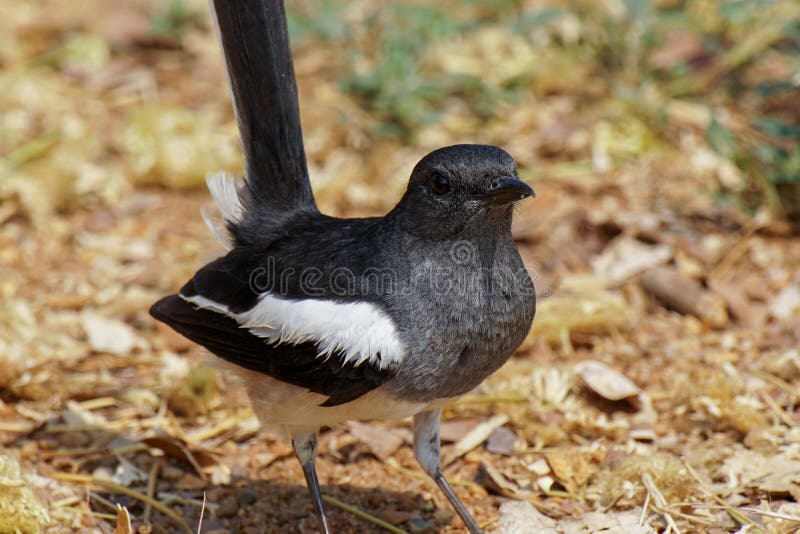 Close Up of Oriental Magpie Robin Stock Photo - Image of avian, wild ...