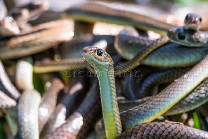 Oriental rat snakes stock image. Image of crawl, reptile - 112136155