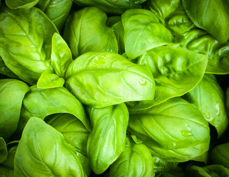 Close Up of Original Basil Leaves from Genoa Home of Pesto Stock Image ...