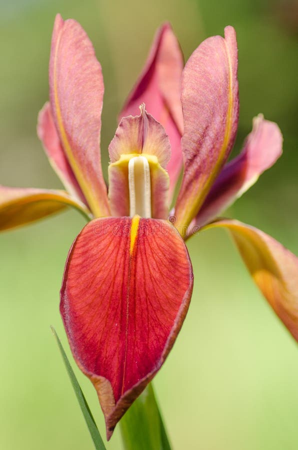 A Perfect Red Iris Bloom in Spring Stock Photo - Image of garden ...