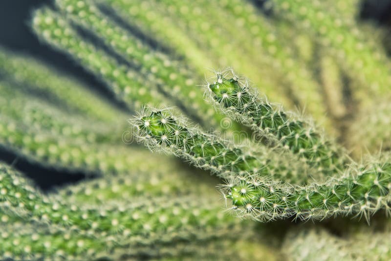 Close up os cactus. stock photo. Image of closeup, stem - 58146804