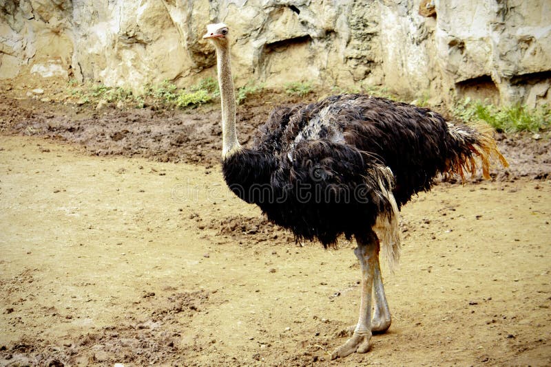 Close up of an ostrich stock photo. Image of farm, cage - 25151008
