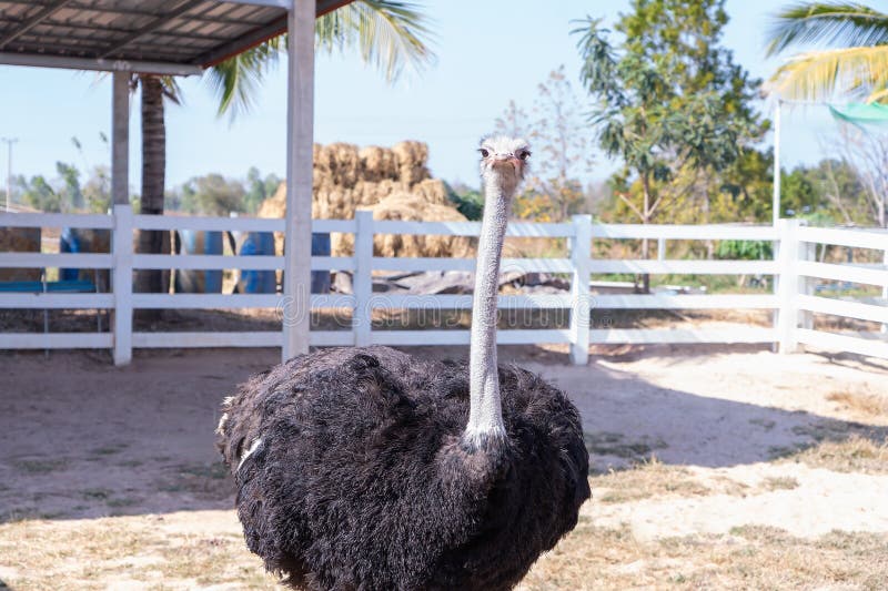 Close-up of Ostrich is in a Cage at the Zoo Outdoors. Stock Photo ...