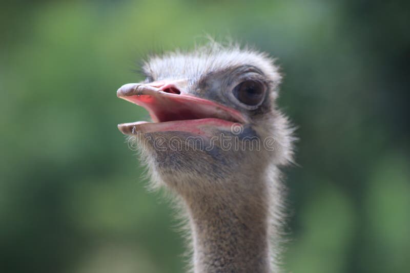 An Ostrich S Head As it Stands in Front of the Camera Stock Photo ...