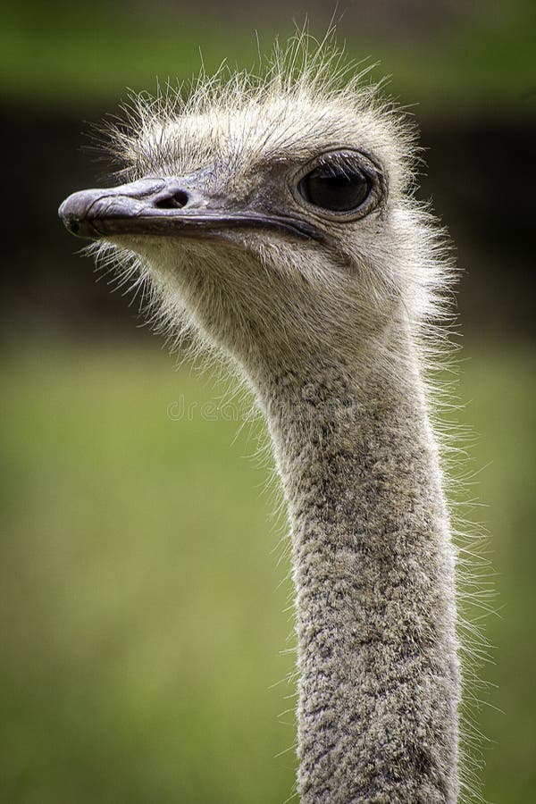 Close Up on an Ostrich Head and Neck Stock Photo - Image of head ...