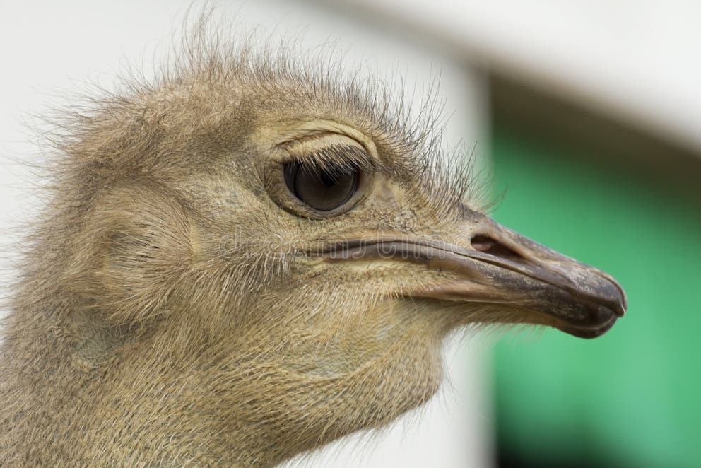 Close up Ostrich Head stock image. Image of depressed - 57538417