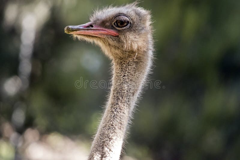 Ostrich side view stock photo. Image of black, powerful - 108023410