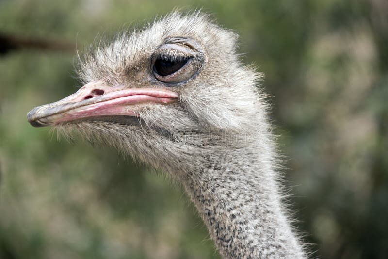 Emu ostrich ear side view stock image. Image of stare - 159622197