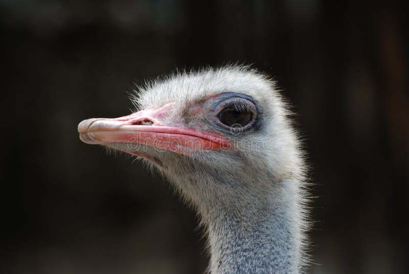 Close up of ostrich stock image. Image of looking, fauna - 31733423