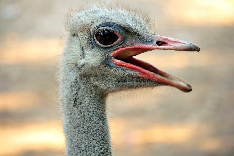 Ostrich Head On A Long Neck, Closeup Side View Stock Photo - Image of ...