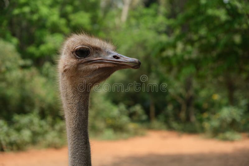 Close Up Ostrich`s Side Face Stock Image - Image of neck, profile ...