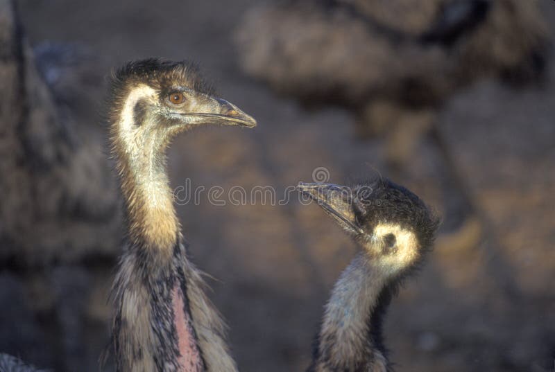 Ostrich Farm Ca Stock Photos - Free & Royalty-Free Stock Photos from ...