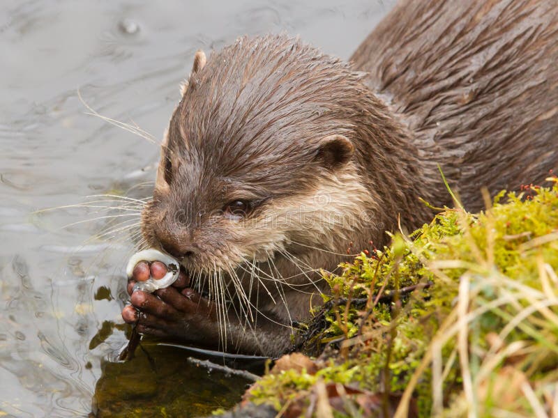 Close-up of an Otter Eating Fish Stock Photo - Image of cute, pair ...