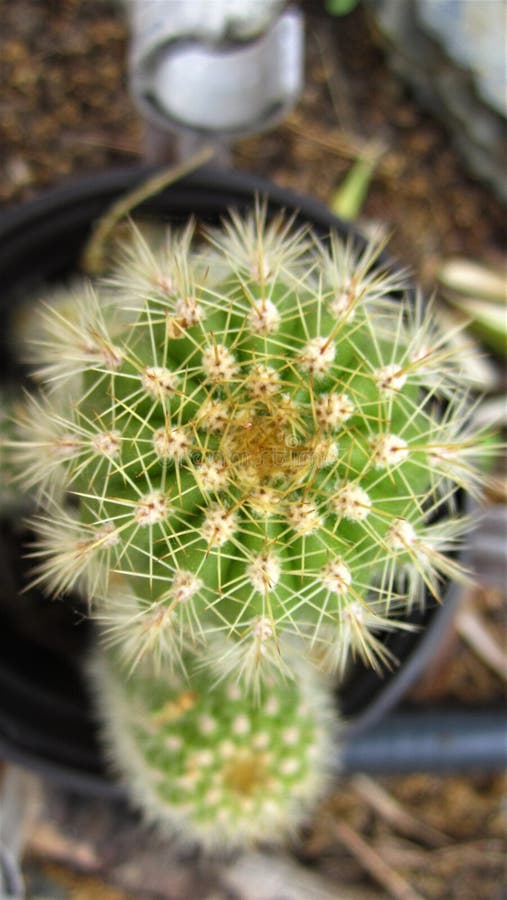 Close Up Outdoors Cactus View Stock Image - Image of nature, garden ...