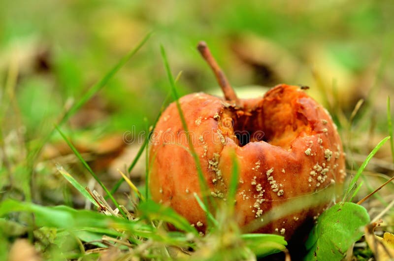 Close-up of Overripe Apple Lying on the Ground in the Grass at Fall ...