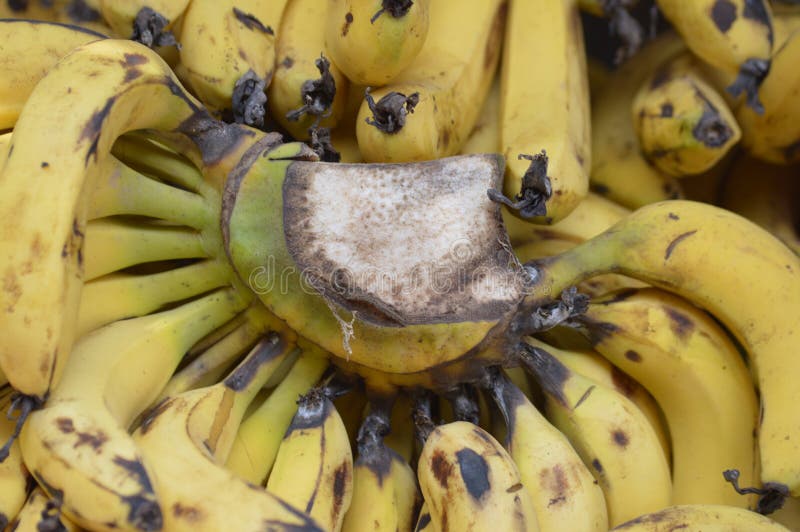 Close-Up of Overripe Bananas with Unique Texture and Color Variations ...
