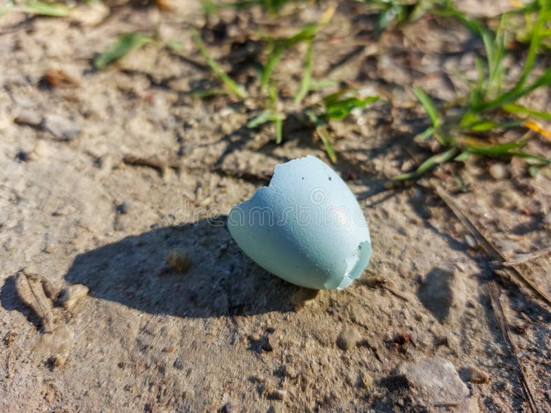 Close-up of an Ovoid Shaped and Pale Blue Broken Eggshell of the ...