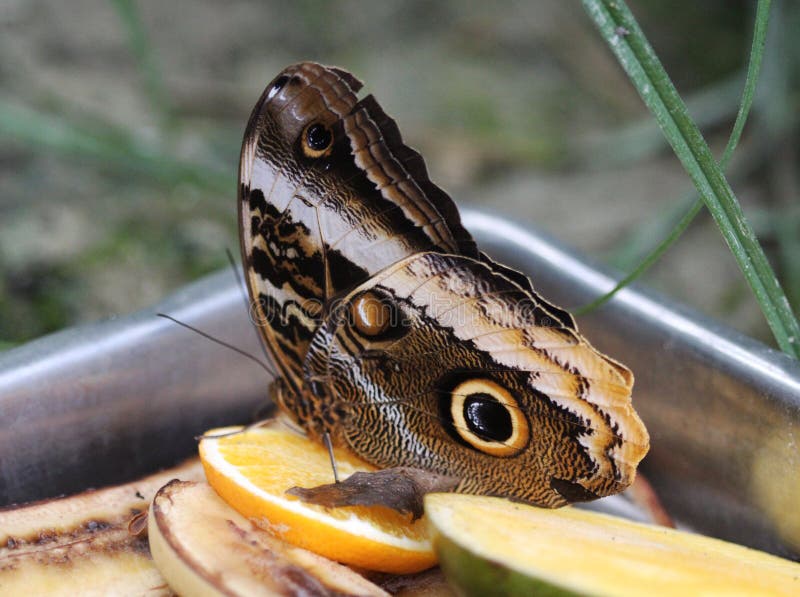 Owl Butterfly, Caligo Atreus Stock Photo - Image of colorful, delicate ...