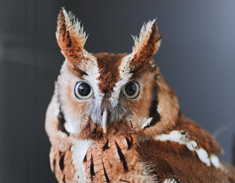 Close-up of Owl with Striking Yellow Eyes and Ear Tufts Stock ...
