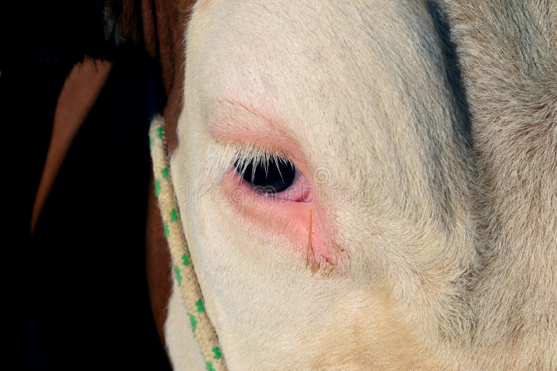 Close up of an ox eye stock photo. Image of farm, livestock - 178443220