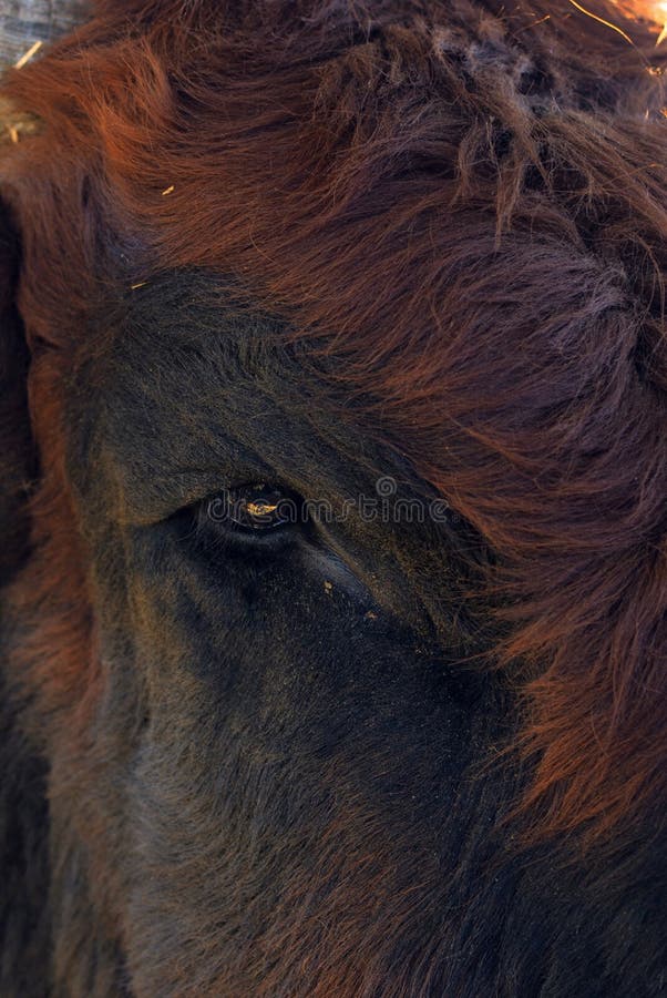 Close up of an ox eye stock image. Image of agriculture - 178529465