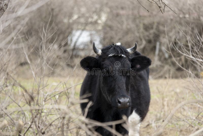 Close Up of an Ox Head Side with Black and White Color Stock Photo ...