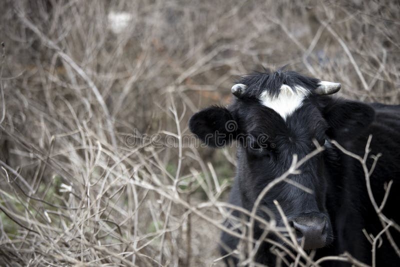 Close Up of an Ox Head Side with Black and White Color Stock Image ...
