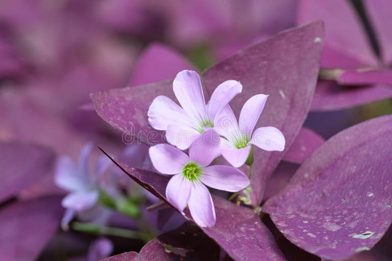 Close-up of Oxalis Triangularis, Commonly Known As False Shamrock Stock ...