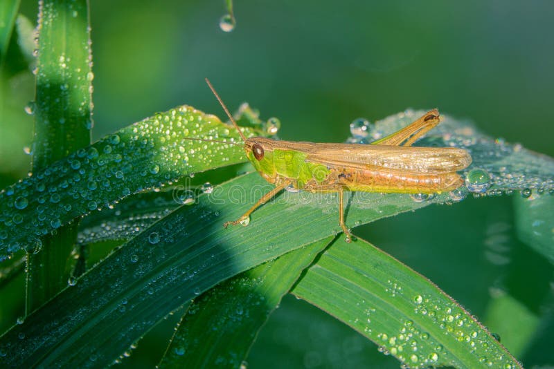 Oxya stock image. Image of natural, leaves, life, wildlife - 280083801