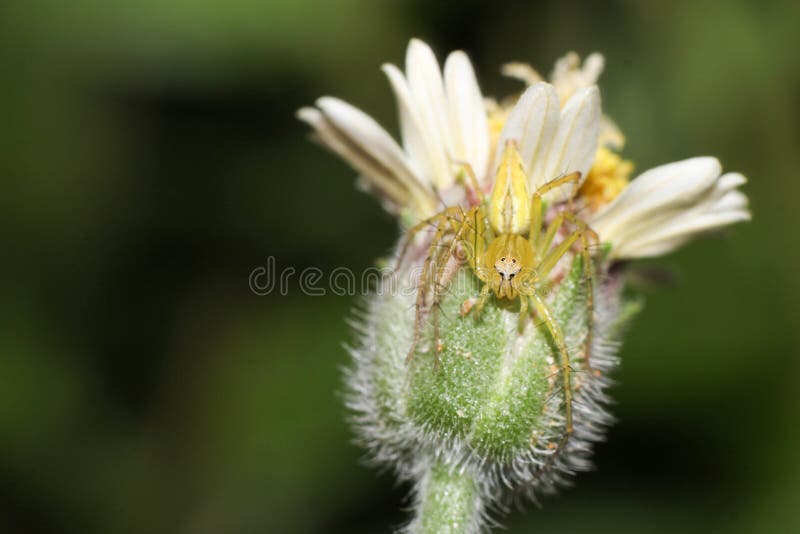 Close Up Oxyopes Javanus Throll or Lynx Spider Jumping Spider Stock ...