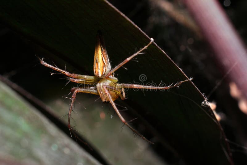 Close Up Oxyopes Javanus Throll or Lynx Spider Jumping Spider Stock ...