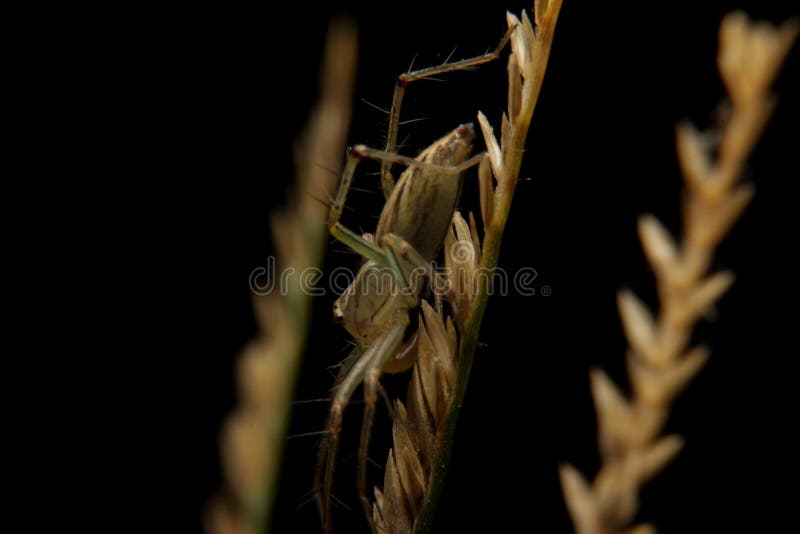 Close-up Oxyopes Javanus Troll, Brown Spider, Eyes Arranged in a ...