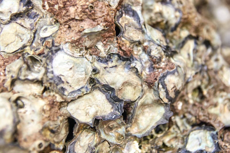Close Up of Oyster Shells Texture on Rocky Surface: Natural Patterns ...
