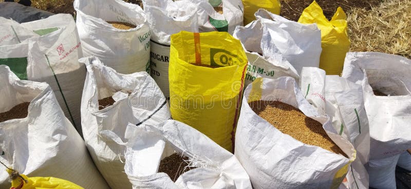 Close Up of Packaging of Wheat Grains Stock Image - Image of healthy ...