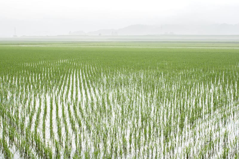 Close up paddy stock photo. Image of season, cloudy, district - 43925270