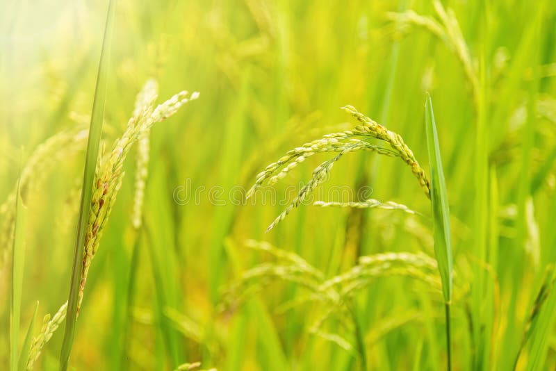 Close Up of Paddy Green Rice Field Stock Photo - Image of chinese ...