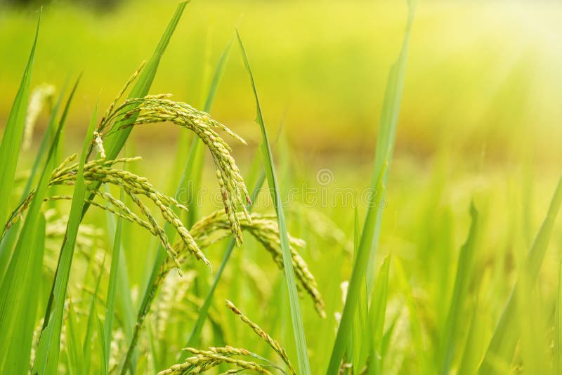 Close Up of Paddy Green Rice Field Stock Photo - Image of beautiful ...