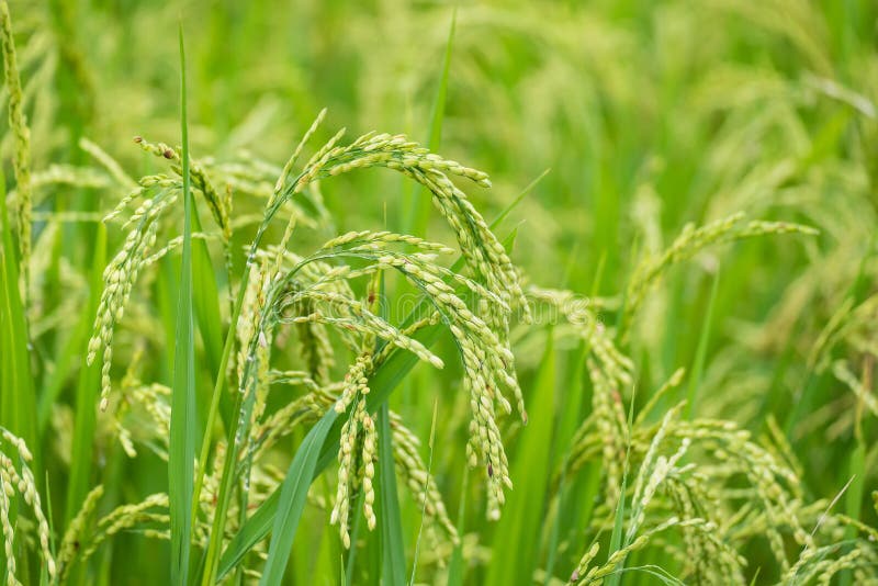 Close Up of Paddy Green Rice Field Stock Image - Image of growth, grain ...