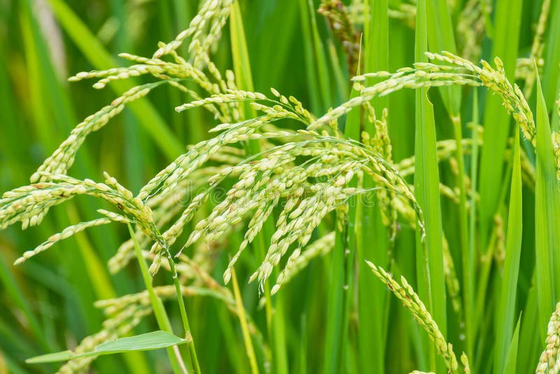 Close Up of Paddy Green Rice Field Stock Photo - Image of farm, asia ...