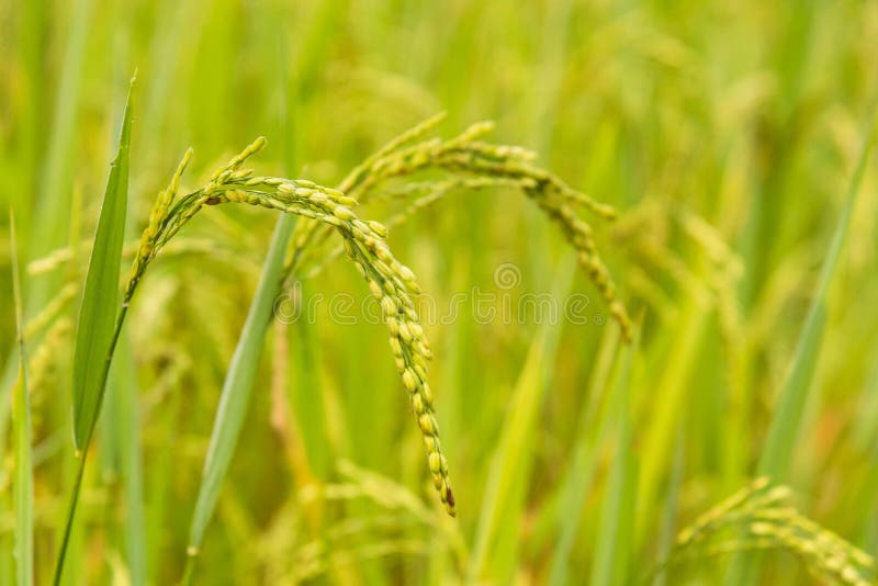 Close Up of Paddy Green Rice Field Stock Photo - Image of chinese ...