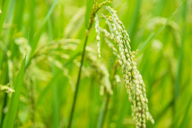 Close Up of Paddy Green Rice Field Stock Image - Image of farm, field ...